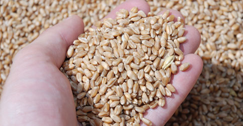 Zartweizen Gemüsepfanne